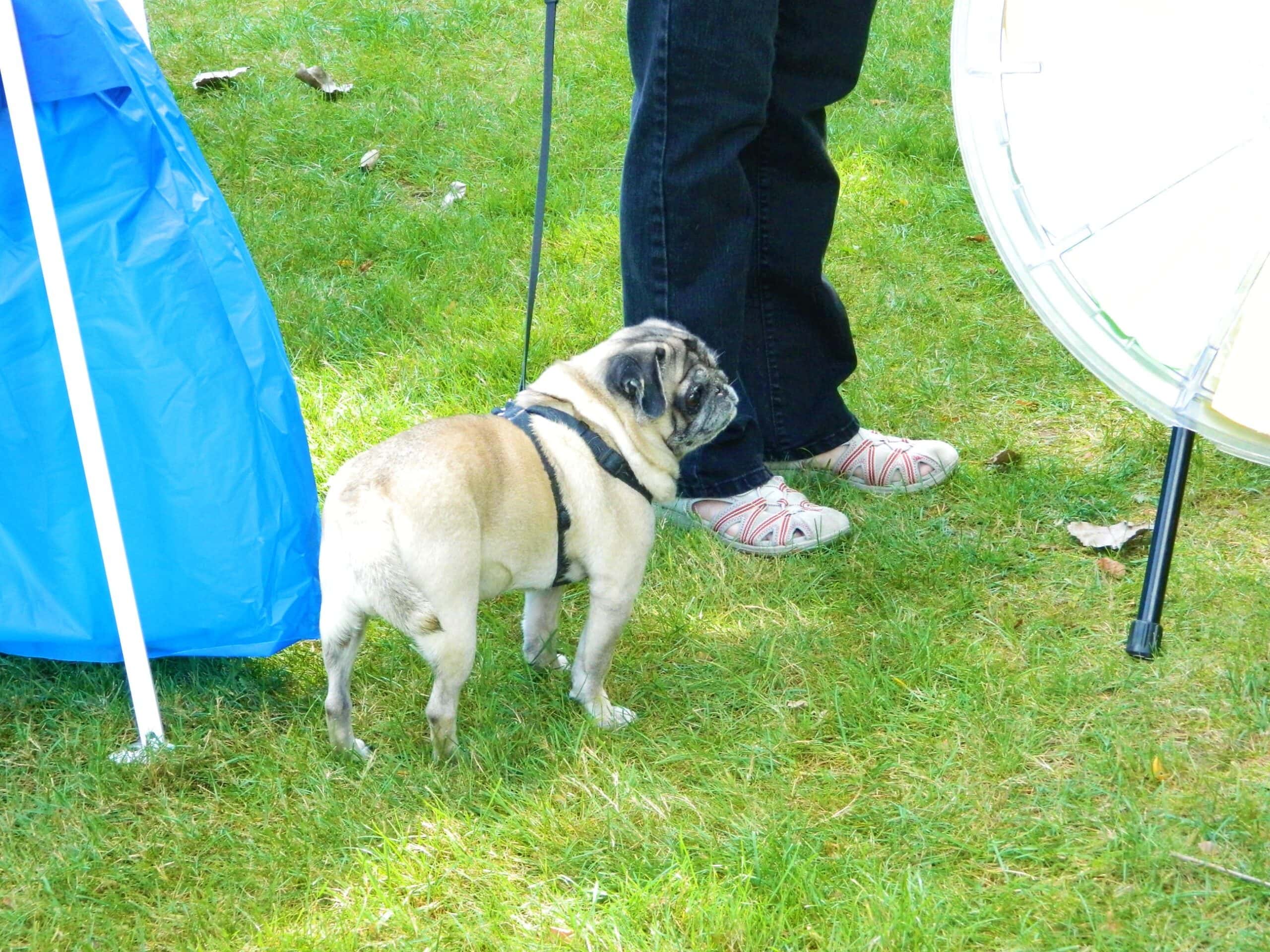 Skunk Fest - North Ridgeville, Ohio | Ohio Festivals